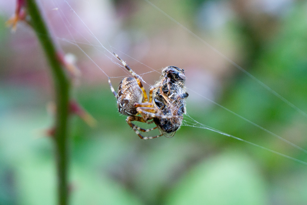 Spiders supper – A Clash of Coasts